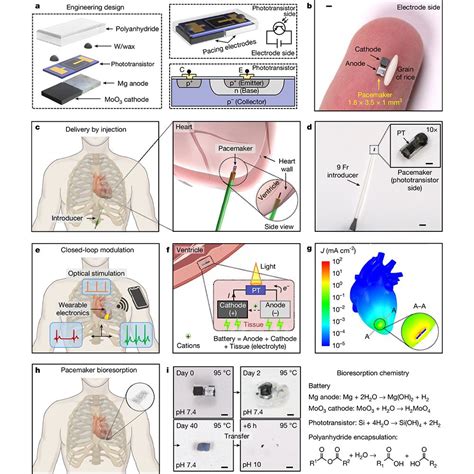 Absolutely Wild Such An Exciting Time To Be A Cardiologist Jack Griffiths