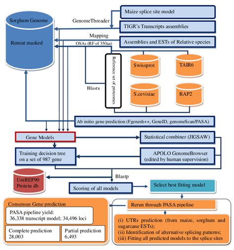 4 Pipeline For Sorghum Consensus Gene Prediction Based On Existing
