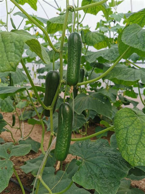 Slicing Fruit Type Cucumber Seeds