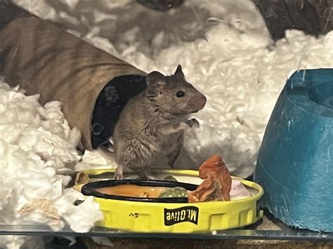 Another Ritz Update She Finally Looks Like A Mouse People Can Stop