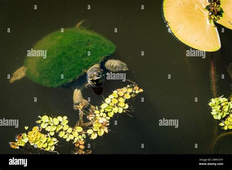 Turtle With Grass Growing On Its Shell In Gold Coast Botanical Gardens