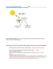 Calculating GPP And NPP In A Mini Lab Course Hero