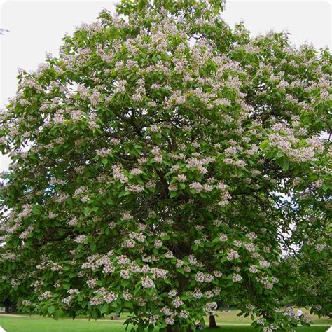 Native Catawba Showy Catalpa Tree Catalpa Speciosa 10 Seeds