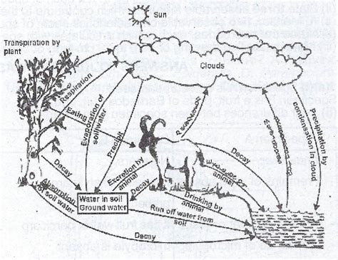 Ss2 Biology Lesson Note On Water Cycle And Nitrogen Cycle Erudites Academy