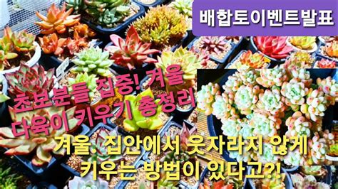 다육이 겨울철 집안에서 다육이 웃자라지 않게 키우는법 다육식물 집안에서 튼튼하게 키우는법 다육이키우기 다육이정보