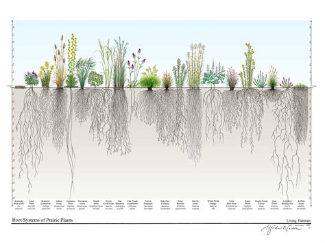 Living Habitats Landscape Architecture