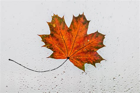 가을 단풍 나무 잎하늘의 배경에 창문의 젖은 유리에 클로즈업 가을 날에는 창문 밖에서 비가 내리세요 10월에 대한 스톡 사진 및