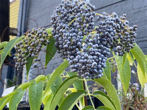 Sambucus Cerulea Blue Elderberry Plantas Nativa Llc Online Store