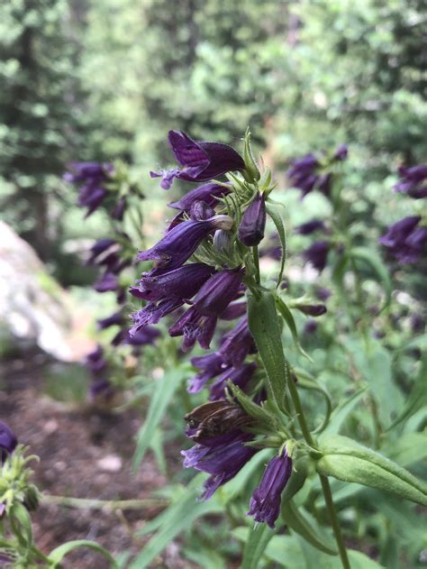Whips Veneration — Independence Pass Foundation