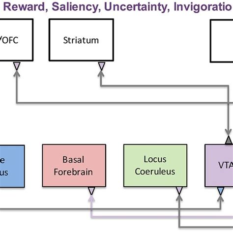 The Dopaminergic System And Its Functions The Dopaminergic System