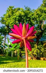 845 Indian Blue Water Lily Stock Photos Images Photography Shutterstock