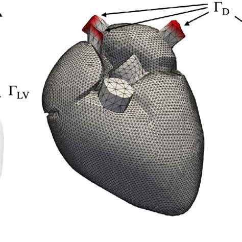 Surfaces On Which Boundary Conditions Are Applied The Endocardial Download Scientific Diagram