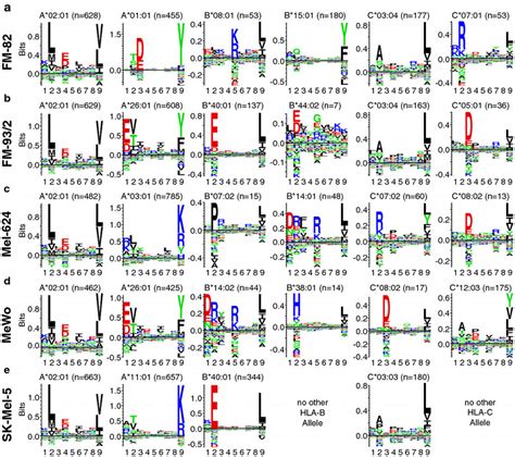 Definition Of Hla Specific Motifs From The Hla Peptidome Of Melanoma Download Scientific