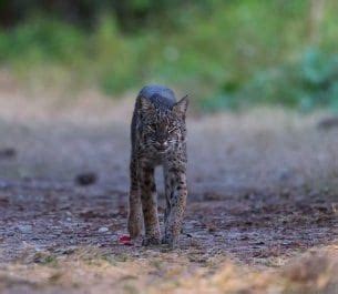 Bobcat Facts Photos K Bobcat Wildlife Videos Clear Landing