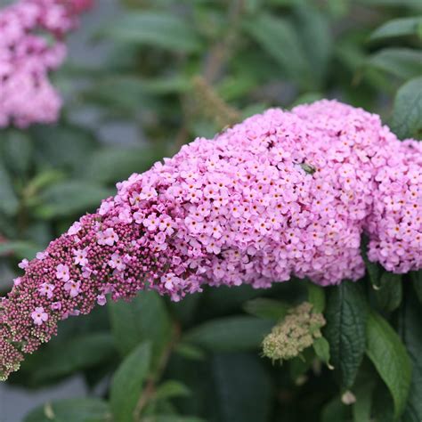 Buddleia Pugster Pink Buy Butterfly Bush Shrubs Online