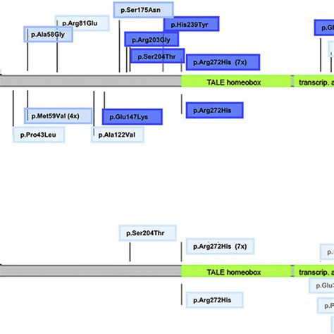 Functional Annotation Of Rare Nonsynonymous Variants In Isoforms 1 And