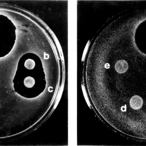 Bacteriocin Agar Complementation Assay Panels A Assays Of Activity