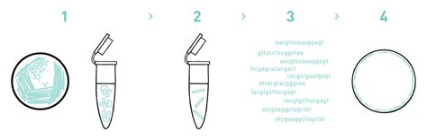 Bacterial Genome Sequencing Service Allgenetics