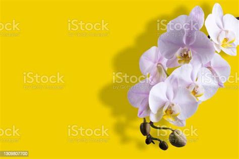 꽃 구성 큰 그림자와 노란색 배경에 나초 꽃과 분기 텍스트를 위해 배치하고 공간을 복사합니다 0명에 대한 스톡 사진 및 기타