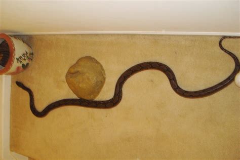 Southside Va Central Nc Reptile Rescue 5 6 Foot Reticulated Python