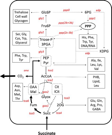 Flux Map Of Central Carbon Metabolism For Free Living R Leguminosarum Download Scientific