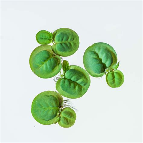 Phyllanthus Fluitans