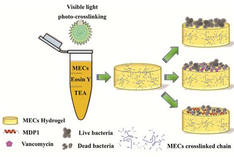 Schematic Representation Of The Hydrogel Synthesis And Bacteria Download Scientific Diagram