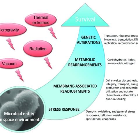 Schematic Comparison Of A Microbial Consortium And A Monoculture In The Download Scientific