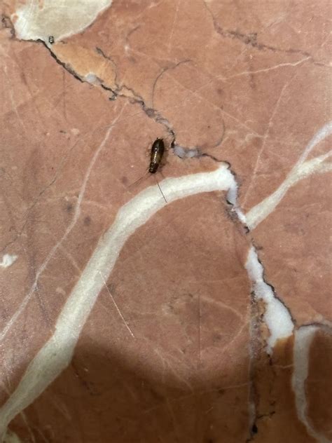 Is This A German Cockroach Nymph Rgermanroaches