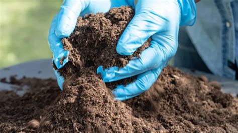 How To Improve Garden Soil With Amendments Unlock The Secrets To Lush Growth Forestry Com