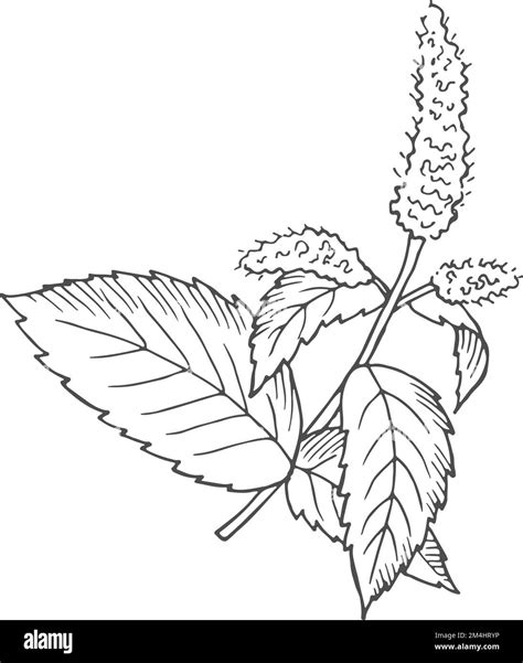 Mint Sketch Botanical Drawing Hand Drawn Plant Stock Vector Image And Art Alamy