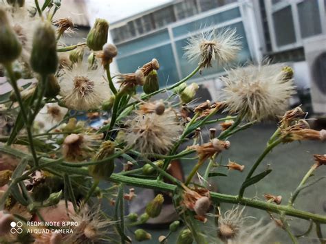 Xiaomi Redmi Note Pro Price Specs And Best Deals