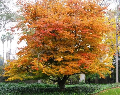 A Tree To Try Persian Parrotia Or Persian Ironwood Urban And