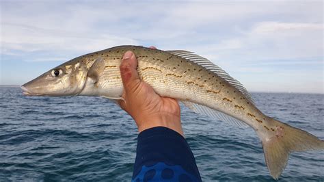 Yorke Peninsula King George Whiting Catch N Dine