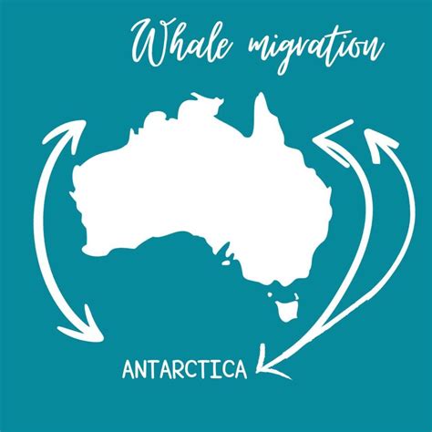 Maritime Maths Navigating Numbers With Whale Migration On Australias