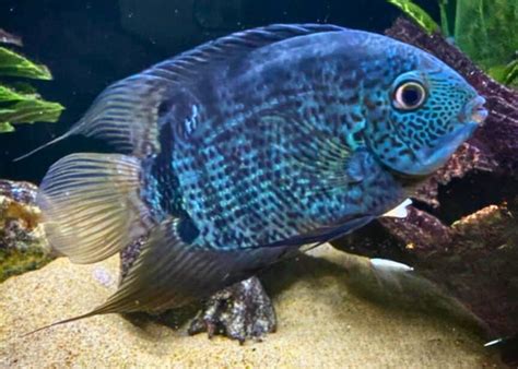 Shop Live Fish Blue Severum Cichlidcoburg Aquarium