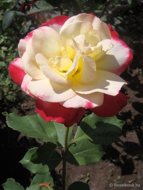 Галерея Double Delight Andeli Энциклопедия роз