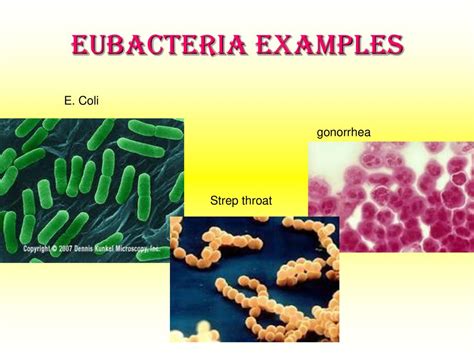 Eubacteria Examples