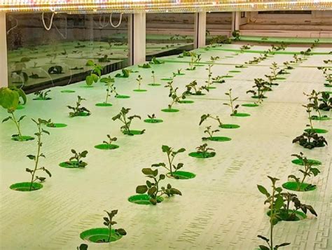 Төмсний ургамаланцраас анхны элит үрийг бойжуулж эхэллээ Shugeluleegch Mn