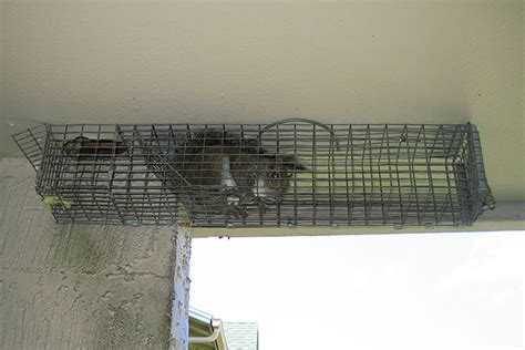 How to Trap Squirrels - Squirrel Trapping Tips