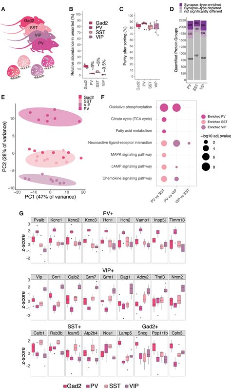 The Proteomic Landscape Of Synaptic Diversity Across Brain Regions And
