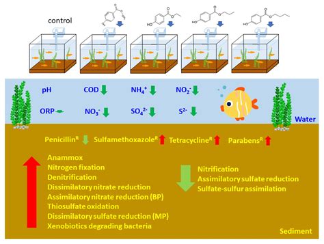 Sulfur Cycle Bacteria