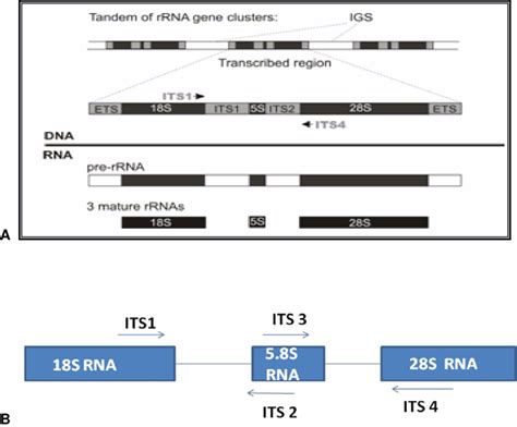 Location Of Internal Transcribed Spacer Sequence 1 And 2 A And The