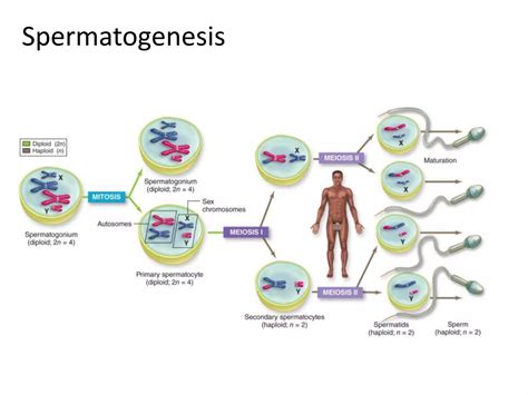 Ch 9 Sex And Meiosis Ppt Free Download