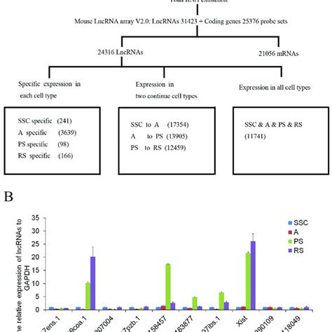 schematic summary of lncrnas mrnas expression profile analysis and