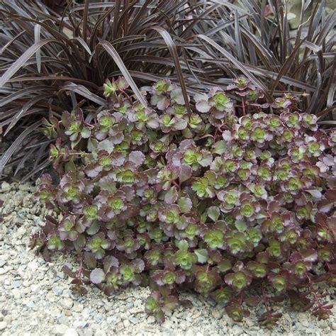 140mm Sedum Chocolate Blob™ Sedum Spurium Bunnings Australia