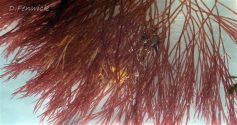 Flickrp2osajhm Halurus Flosculosus A Food Alga Of H Download Scientific Diagram