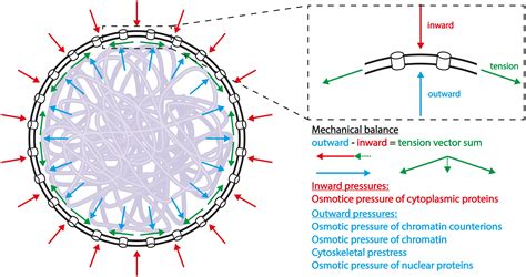 Osmotic Pressure Cell