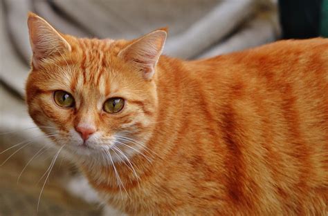 1920x1080 Wallpaper Orange Tabby Cat Peakpx
