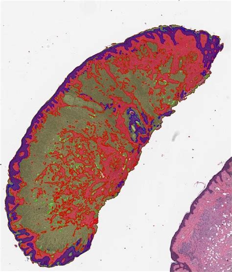 analyzing brightfield images pixel classifier — image scientist